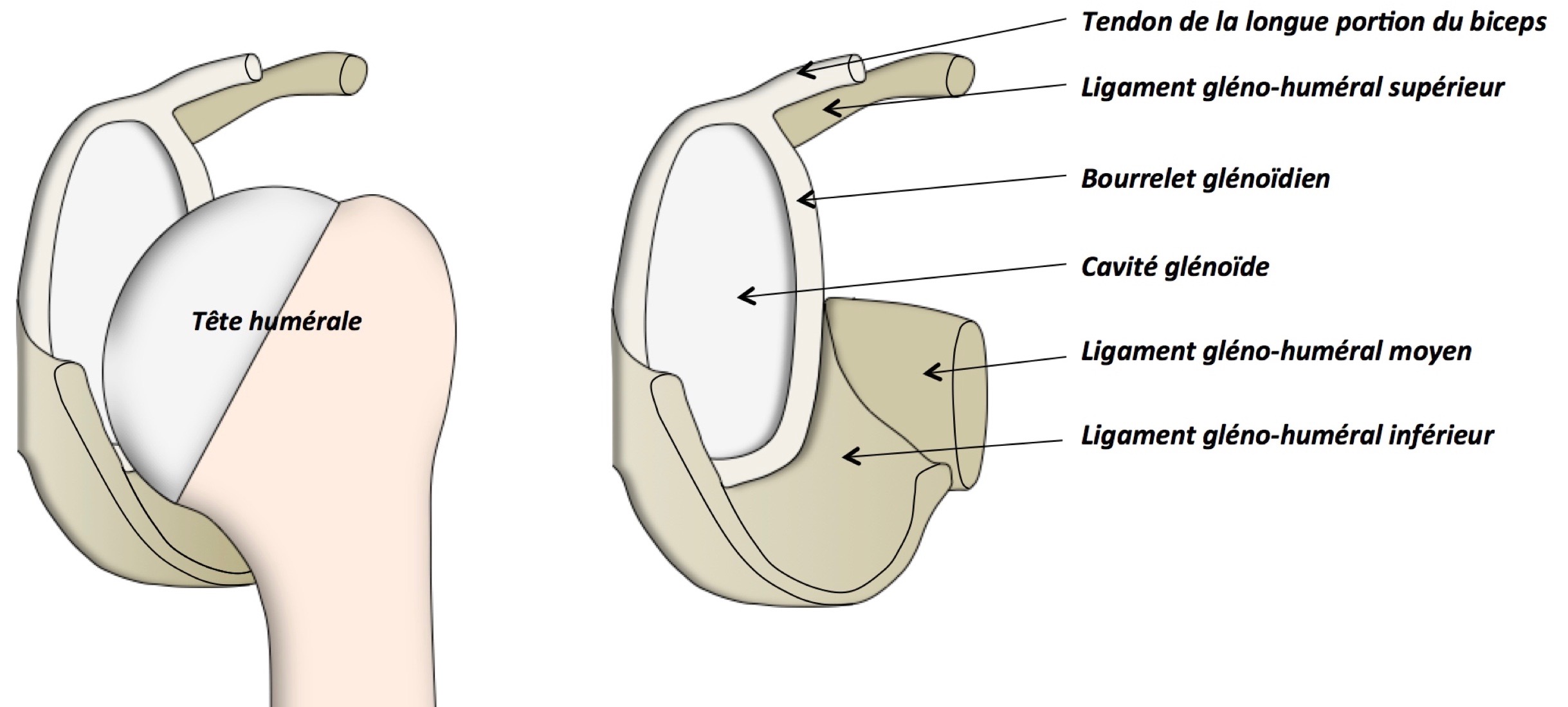 Anatomie de l'épaule - Clinique Ostéo Articulaire des Cèdres - Grenoble