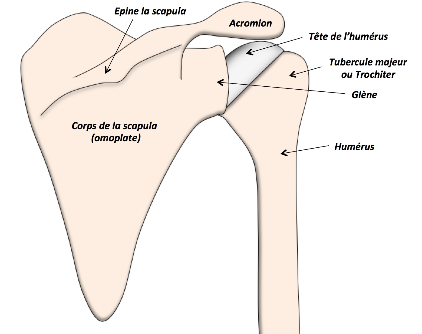 Anatomie de l'épaule - Clinique Ostéo Articulaire des Cèdres - Grenoble